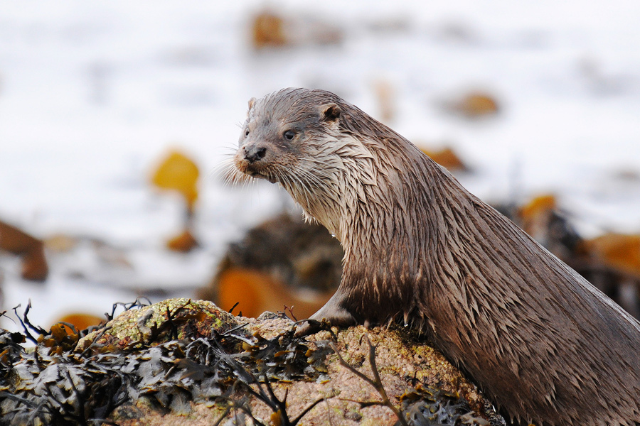 shetland-otter-watching-experience-shetland-nature