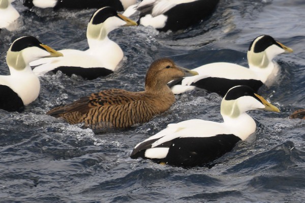 Northern (borealis) Eiders – Shetland Nature