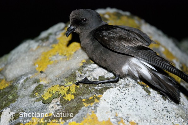 Leach’s Storm-petrels in Shetland – New discoveries – Shetland Nature
