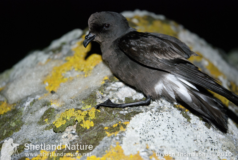 Leach’s Storm-petrels in Shetland – New discoveries – Shetland Nature