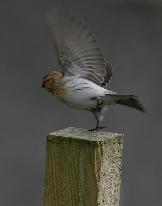 Arctic Redpoll on Mousa – Shetland Nature