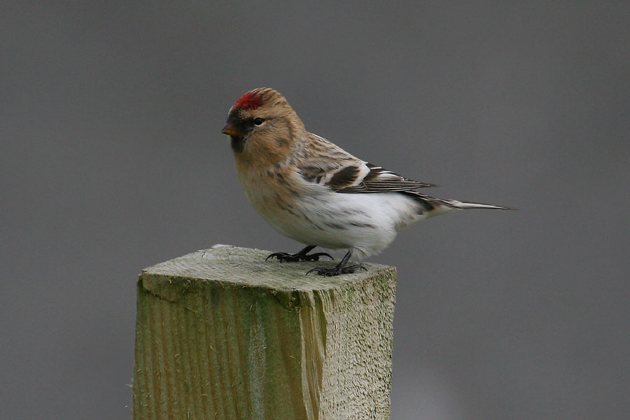 Arctic redpoll - Alchetron, The Free Social Encyclopedia