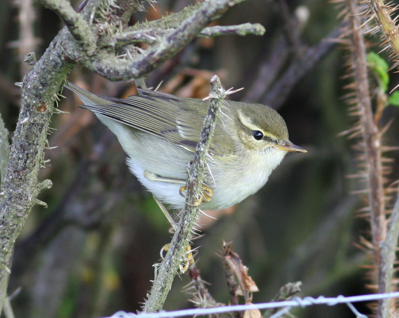Arctic Warbler – Shetland Nature