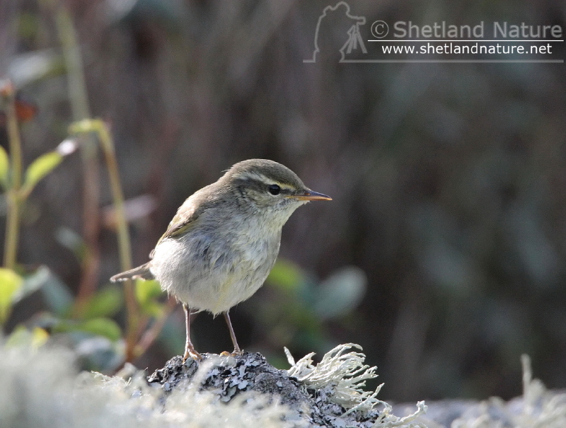 Arctic Warbler – Shetland Nature