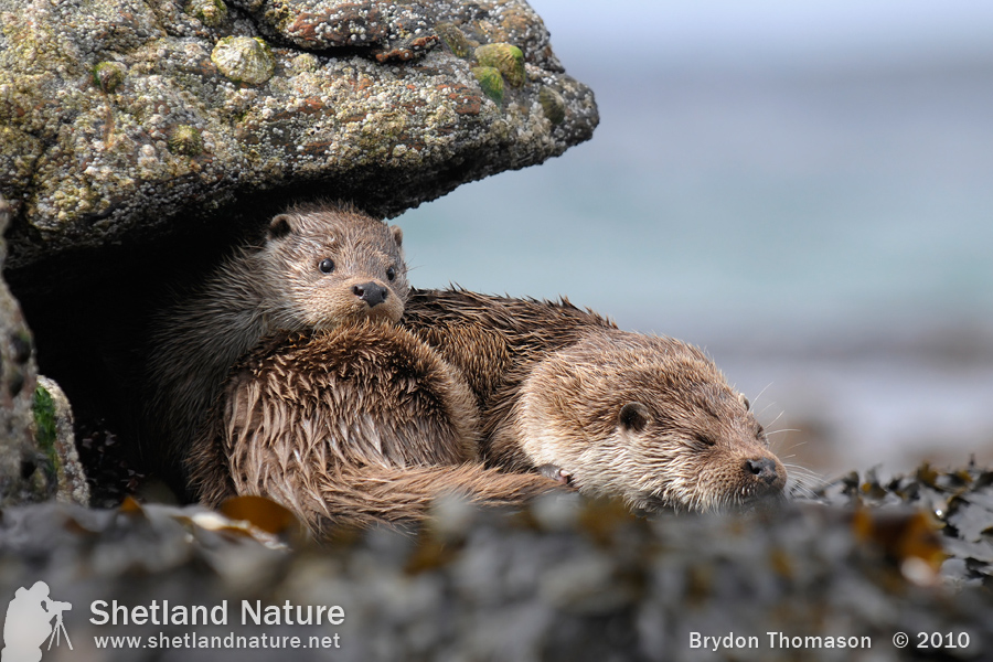 Otter Photography in Shetland 2010 – Shetland Nature