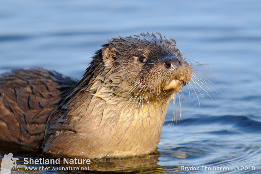 Otter Photography in Shetland 2010 – Shetland Nature