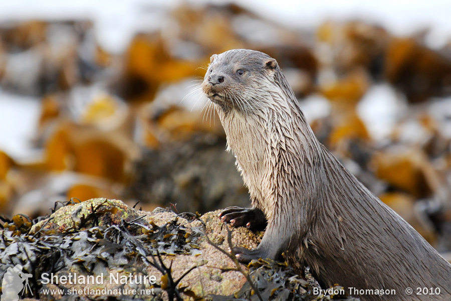 Otter Photography in Shetland 2010 – Shetland Nature