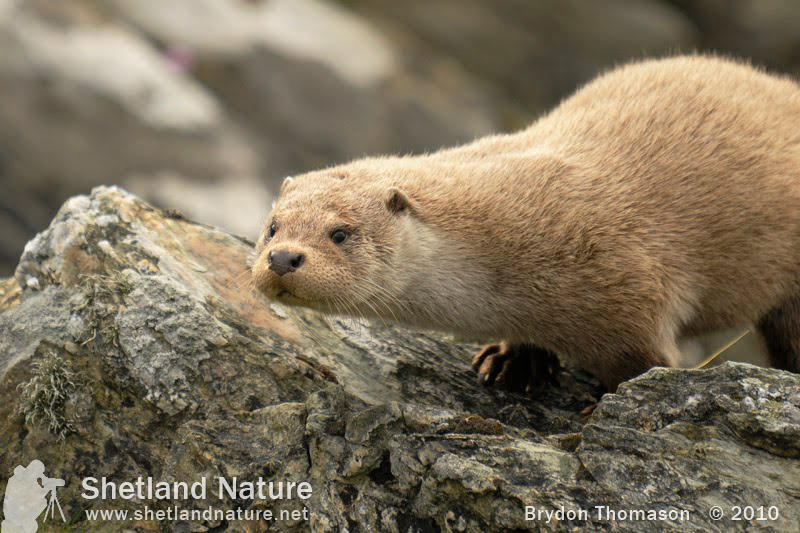 Otter Photography in Shetland 2010 – Shetland Nature