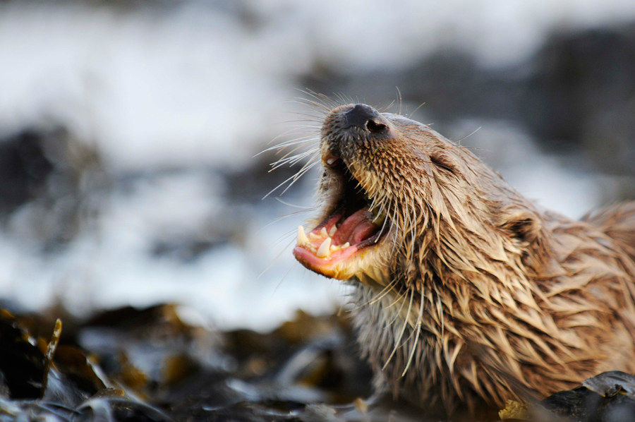 Review of Otter Photography Season 2011 – Shetland Nature