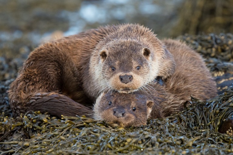 Otters in Shetland – Shetland Nature