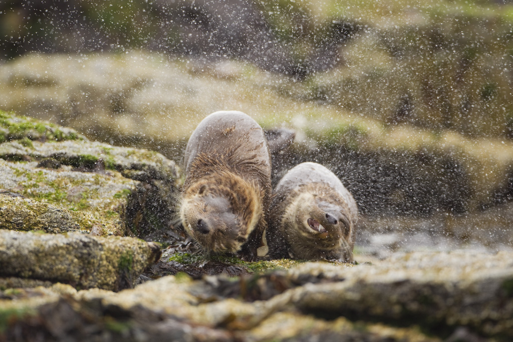 Review of Otter Photography Season 2011 – Shetland Nature