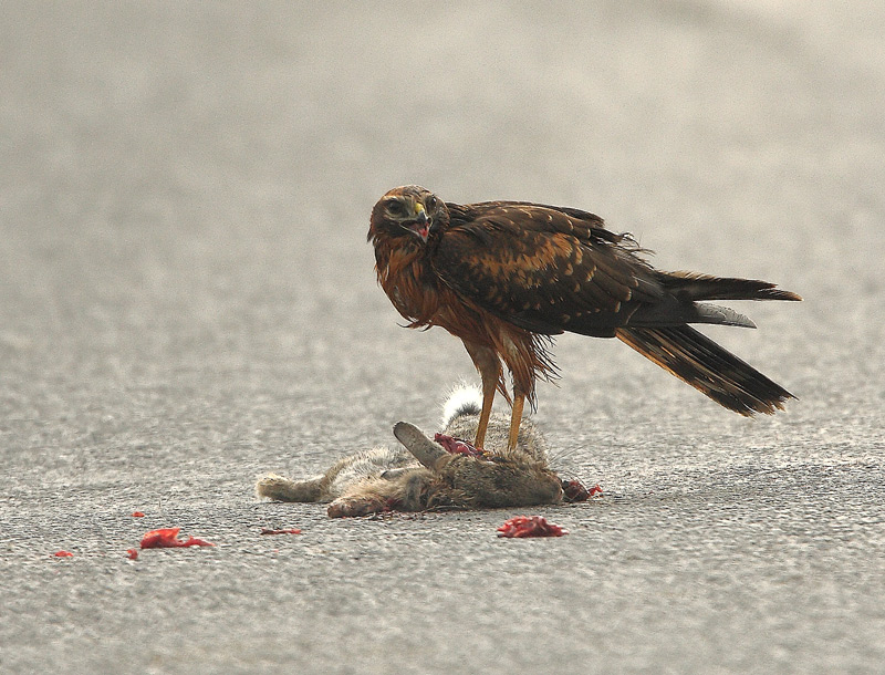 Pallid Harriers in Shetland in 2011 – Shetland Nature