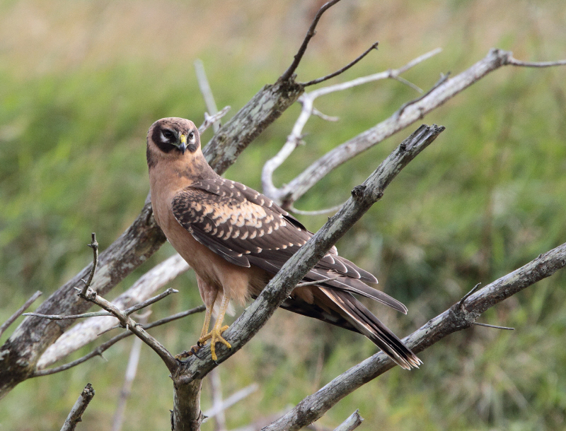 Pallid Harriers in Shetland in 2011 – Shetland Nature