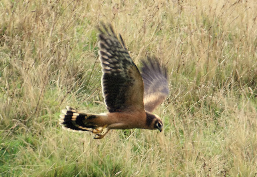 Pallid Harriers in Shetland in 2011 – Shetland Nature