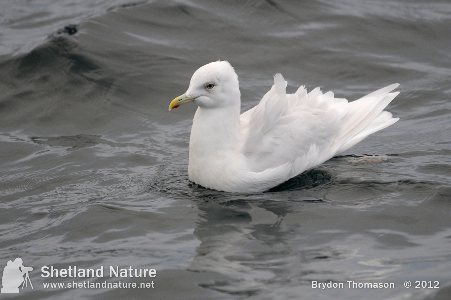 Iceland Gull influx in Shetland 2012 – Shetland Nature