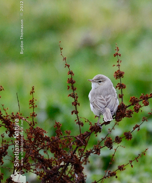 A purple patch of good finds for the team – Shetland Nature