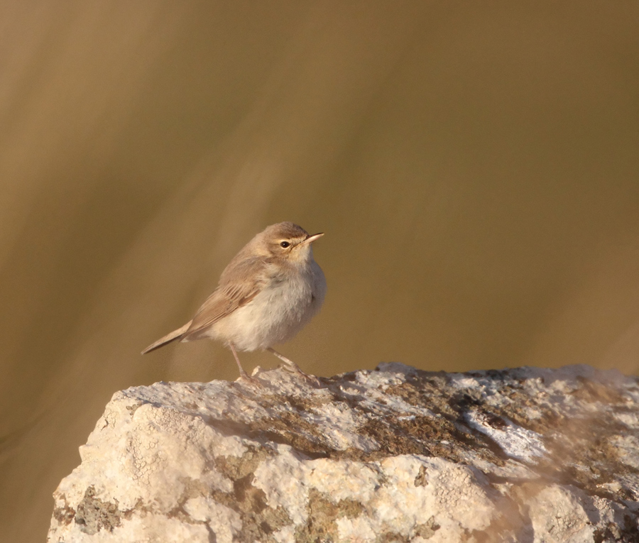 A purple patch of good finds for the team – Shetland Nature