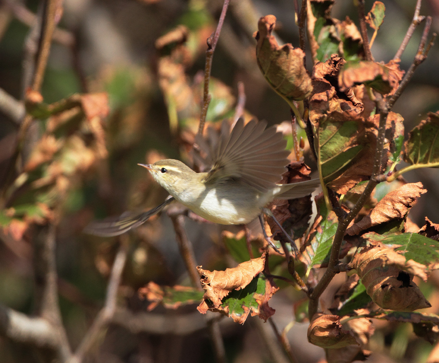 A purple patch of good finds for the team – Shetland Nature