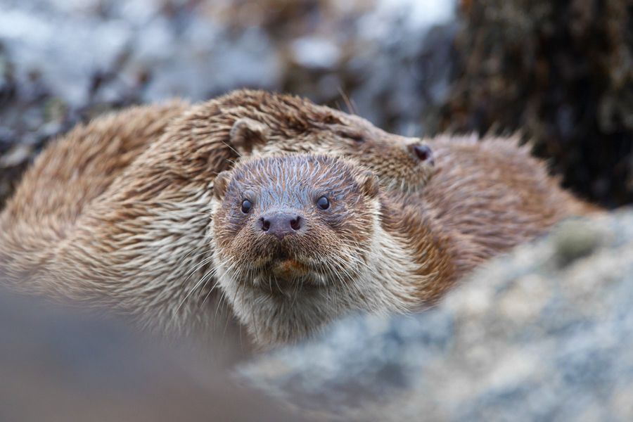 Review of Otter Photography Season 2012 – Shetland Nature