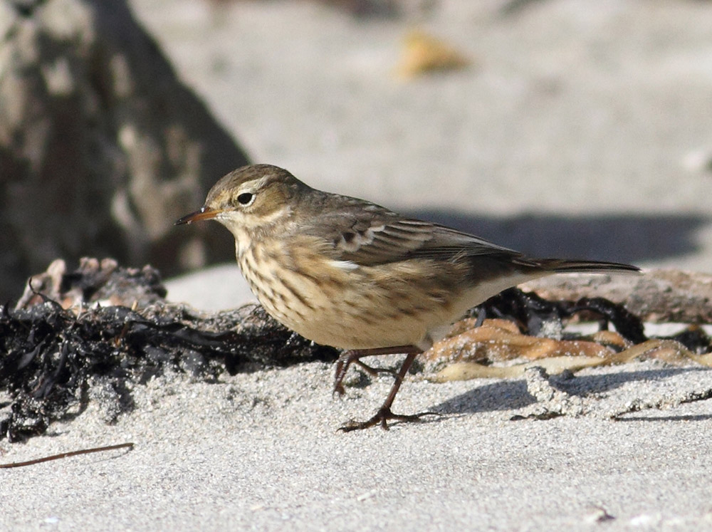 Buff-Bellied Pipit, Rerwick beach, Scousbourgh – Shetland Nature
