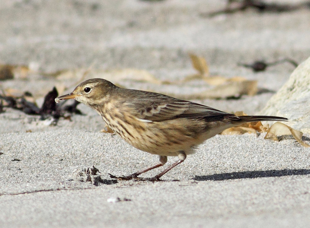 Buff-Bellied Pipit, Rerwick beach, Scousbourgh – Shetland Nature