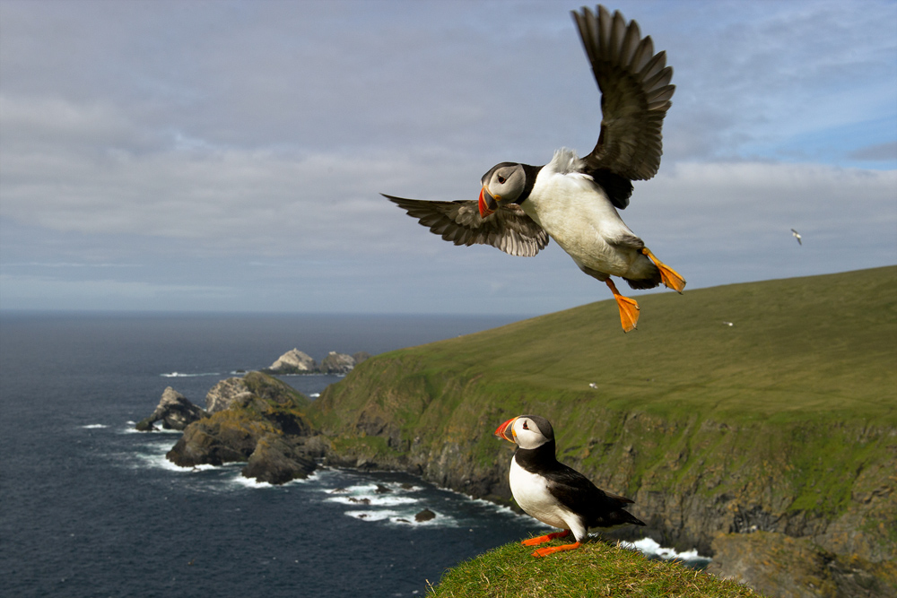 Puffin Photo-Assignment – Shetland Nature