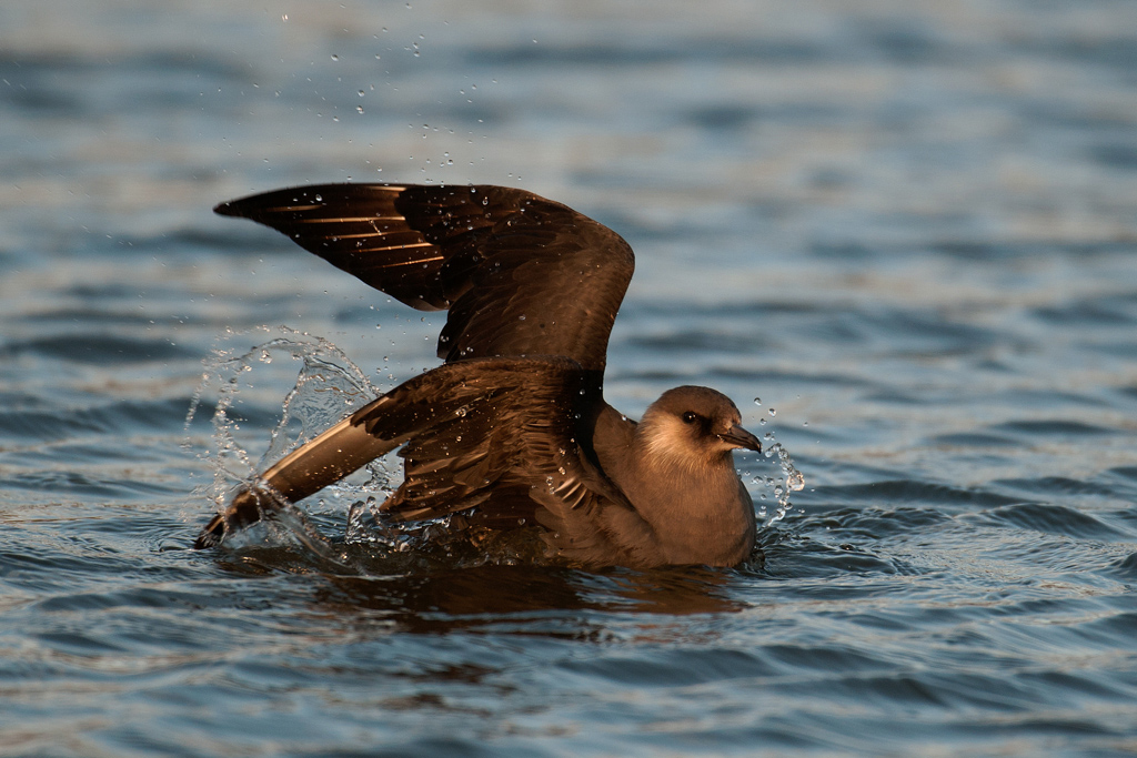 Bird Hide Photography Shetland Nature