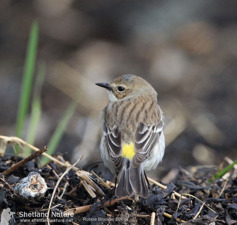 Yellow-rumped Warbler at Haroldswick, Unst May 7th/8th 2014 – Shetland ...