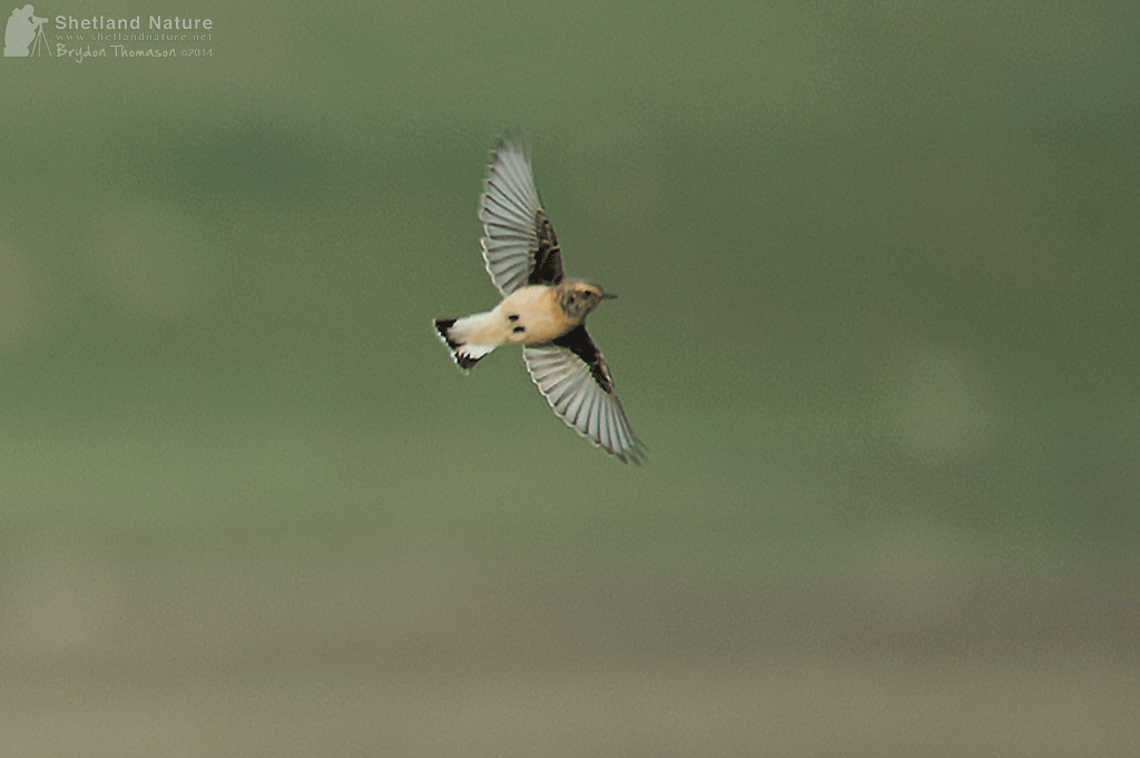 Pied Wheatear at Haroldswick, Unst – 1st to 9th November 2014 ...