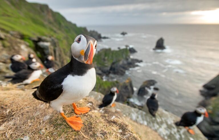 The Shetland Summer Photo-tour – Shetland Nature