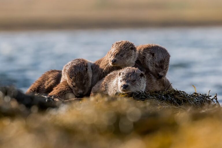 The Shetland Summer Photo-tour – Shetland Nature