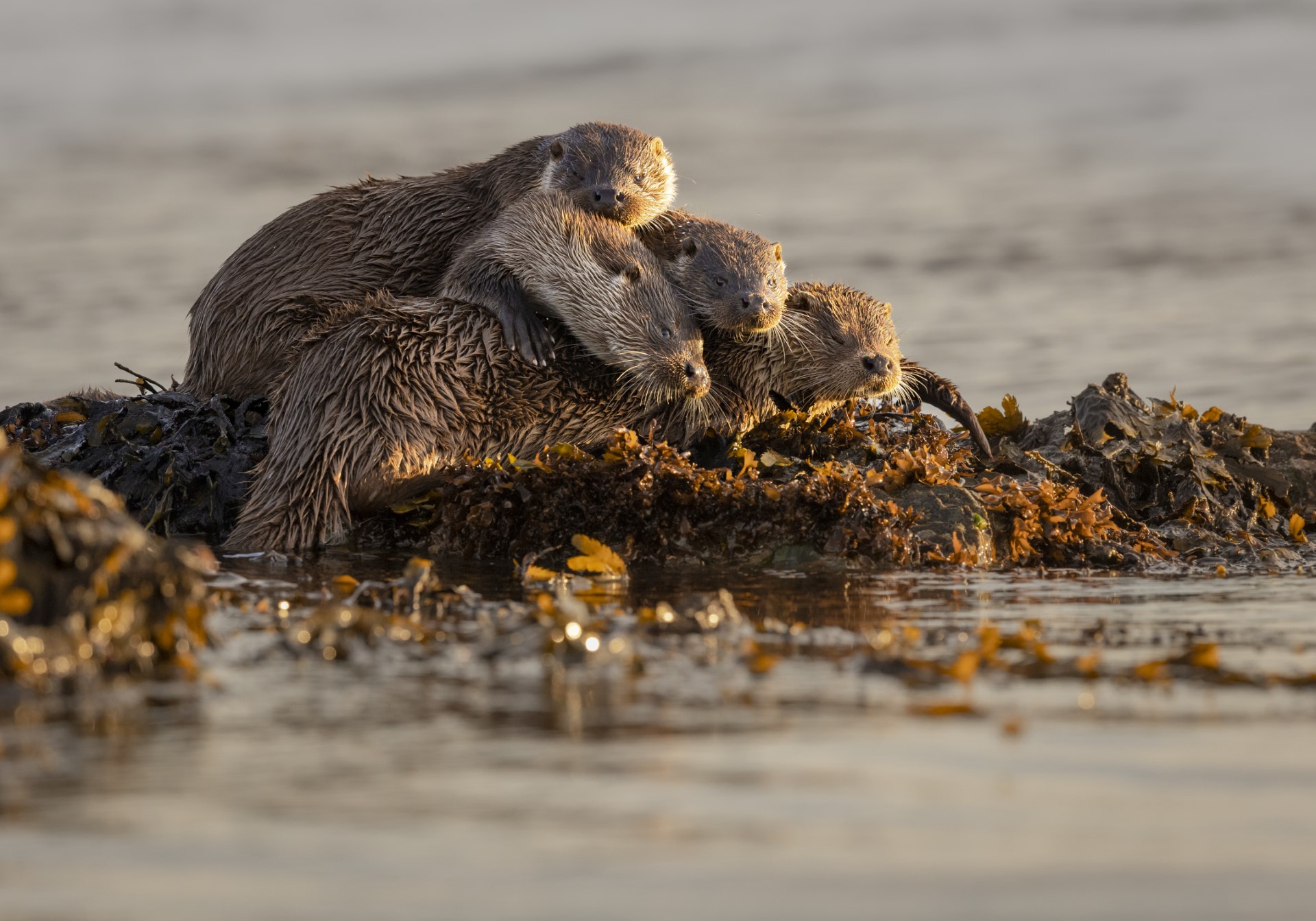Watch Otters in Shetland – Shetland Nature