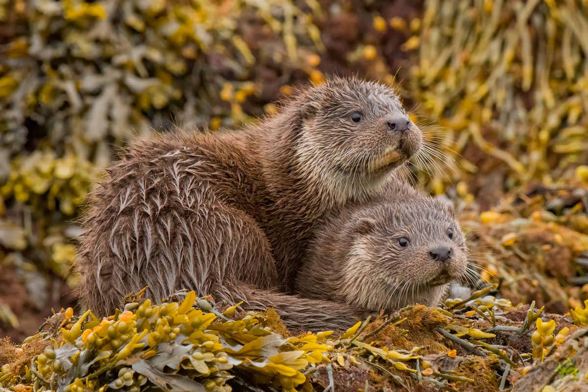 Photograph Otters in Shetland – Shetland Nature
