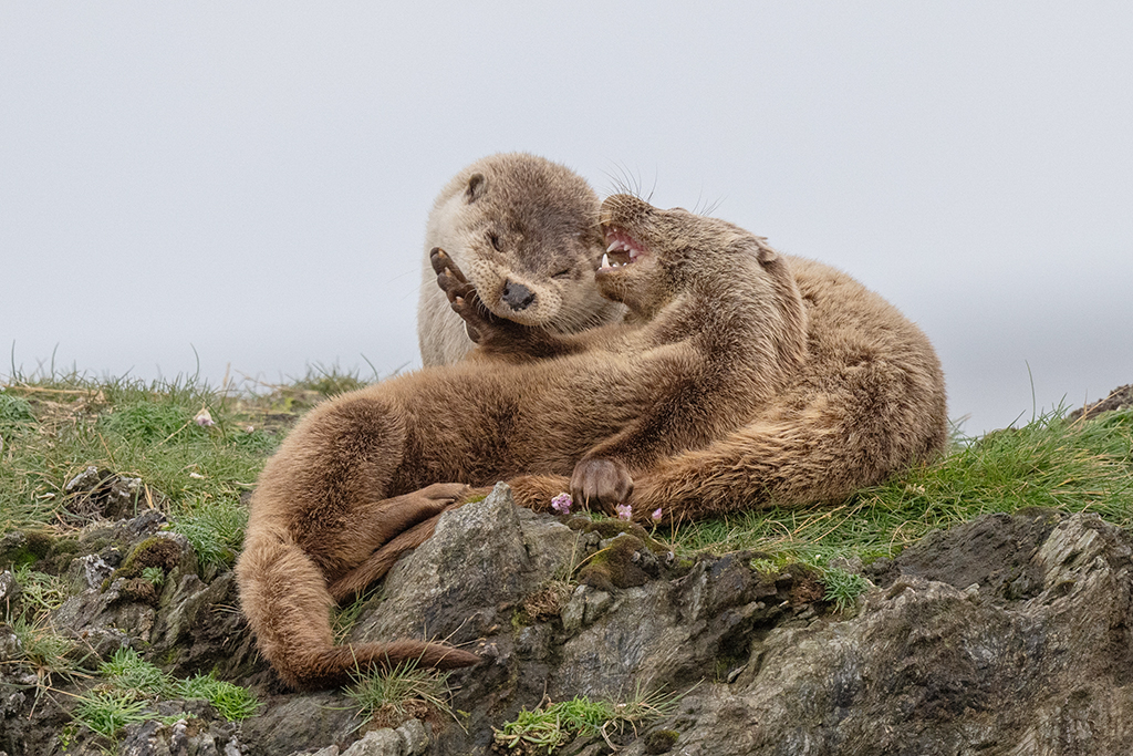 Photograph Otters in Shetland – Shetland Nature