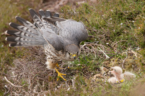 Schedule 1 Species Assignments – Merlin & Red-Throated Diver – Shetland ...