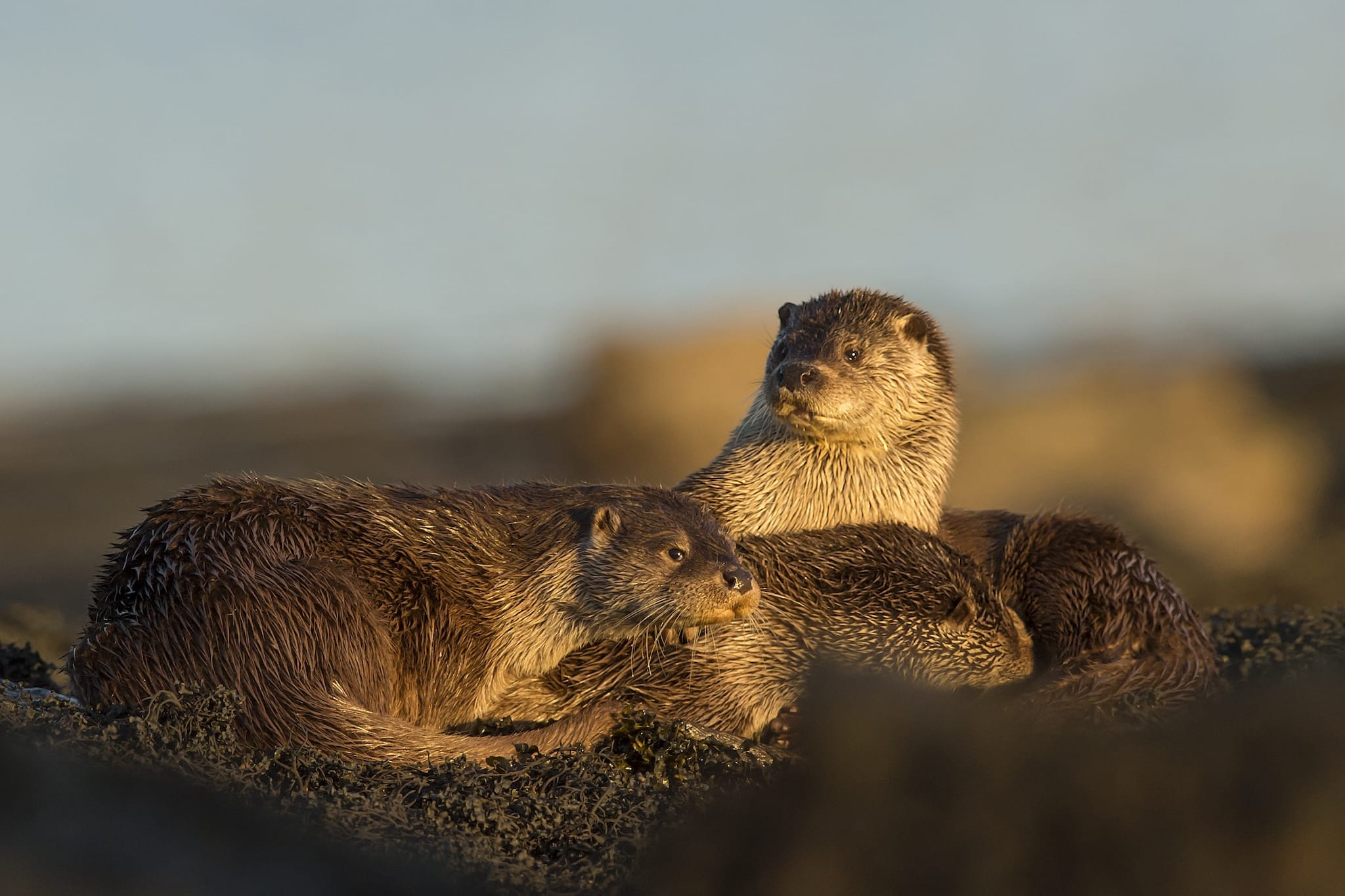 Shetland Winter Wildlife Photography – Shetland Nature
