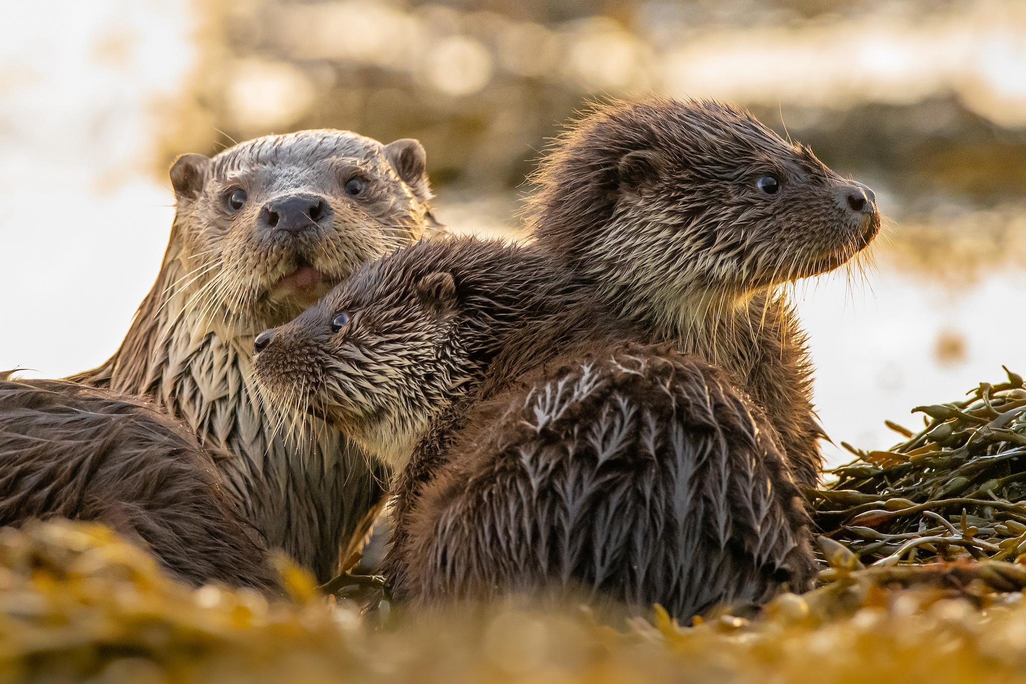 Shetland Autumn Cubs and Pups – Shetland Nature