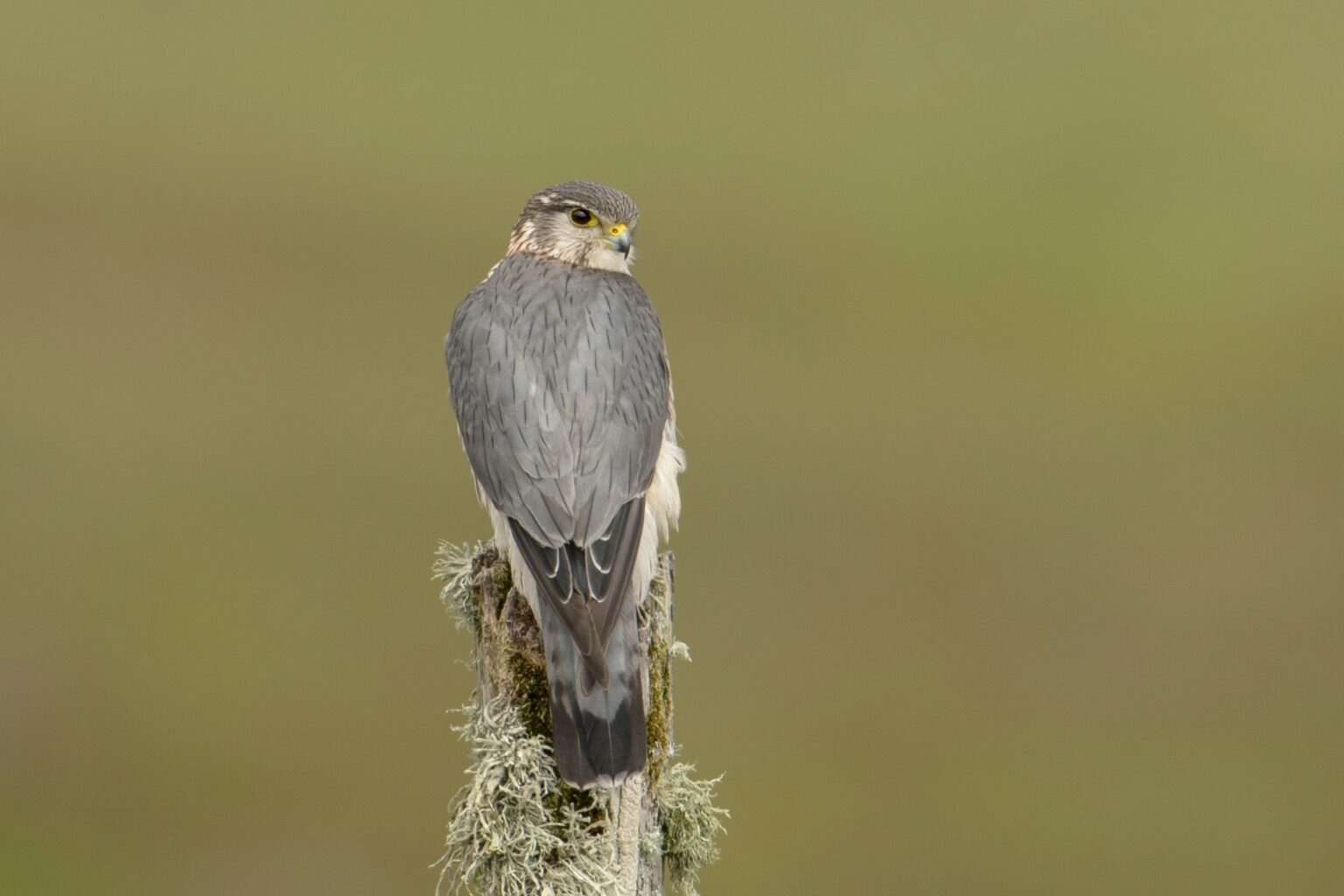 Schedule 1 Species Assignments – Merlin & Red-Throated Diver – Shetland ...