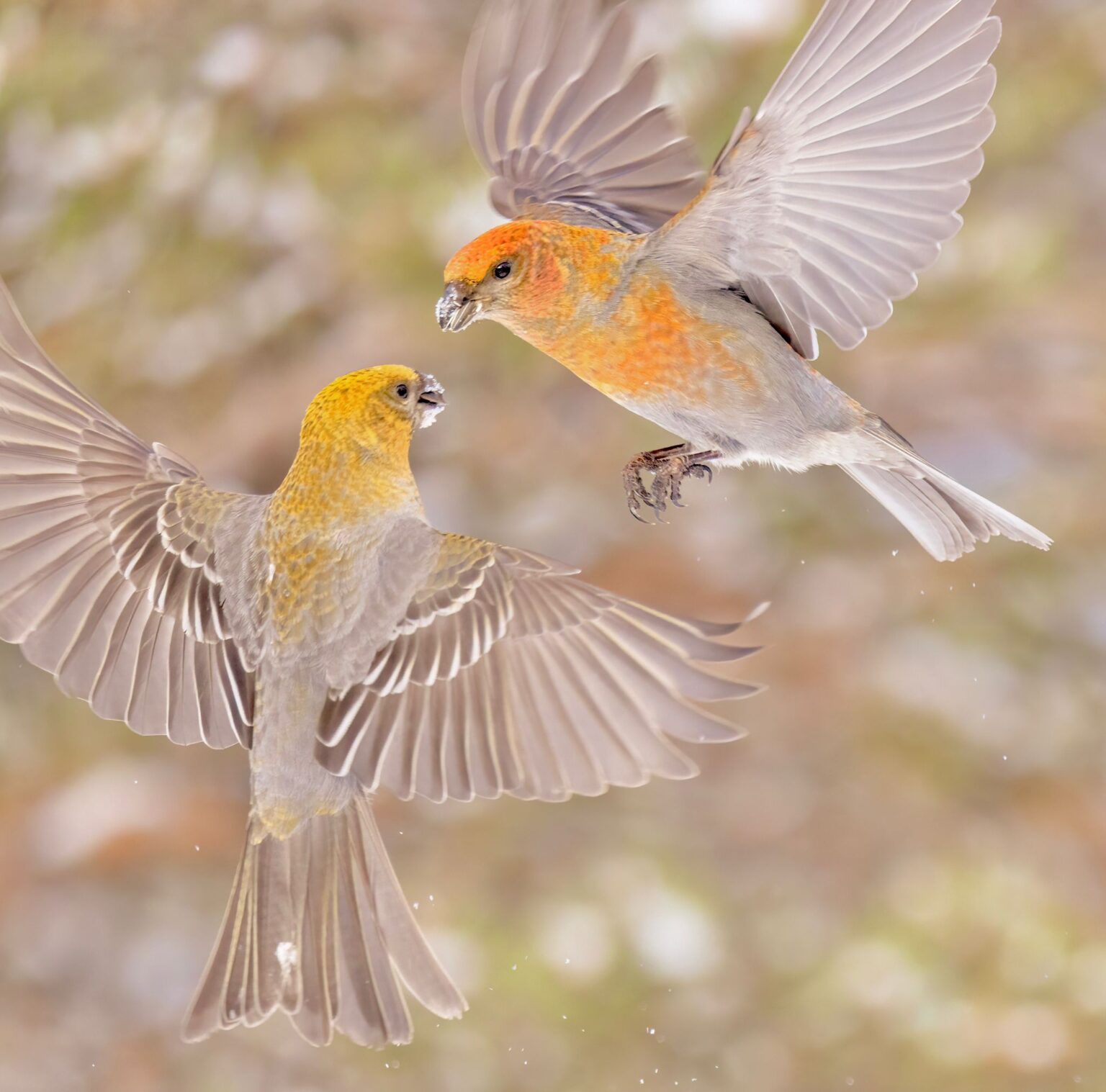 Blog – Shetland Nature