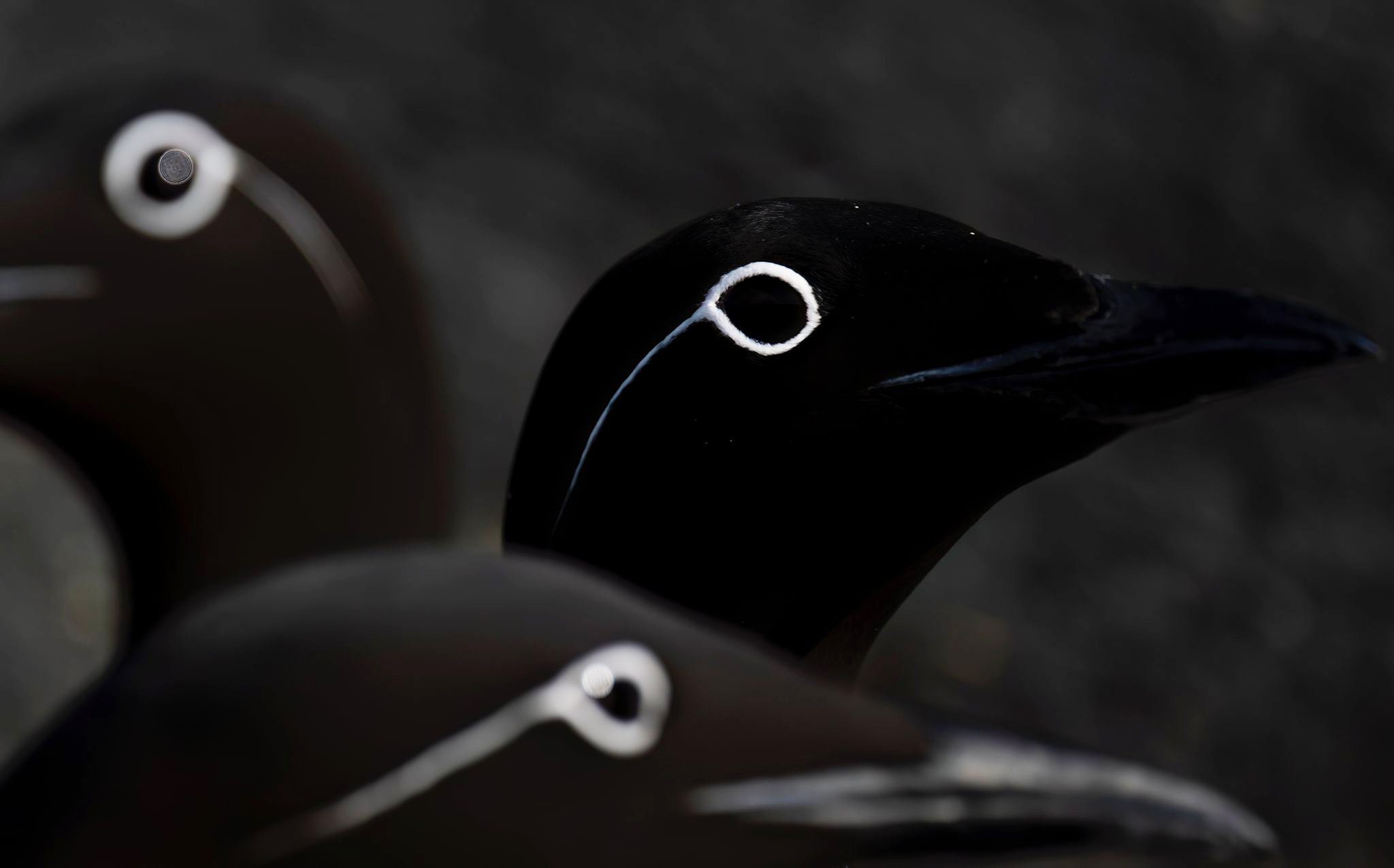 Blog – Shetland Nature