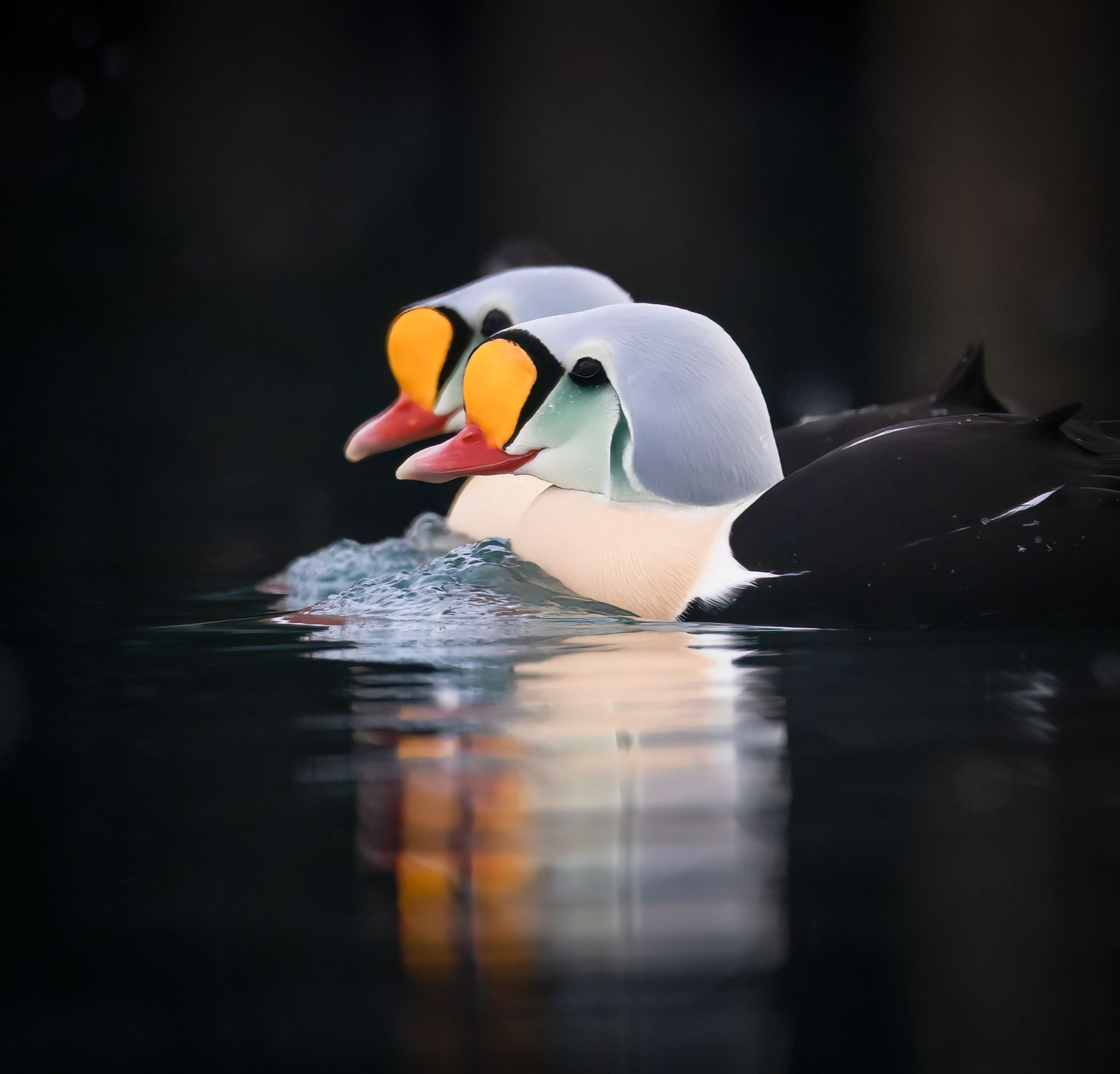 Blog – Shetland Nature