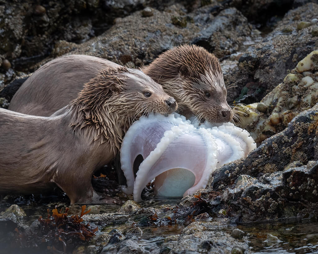 Blog – Shetland Nature